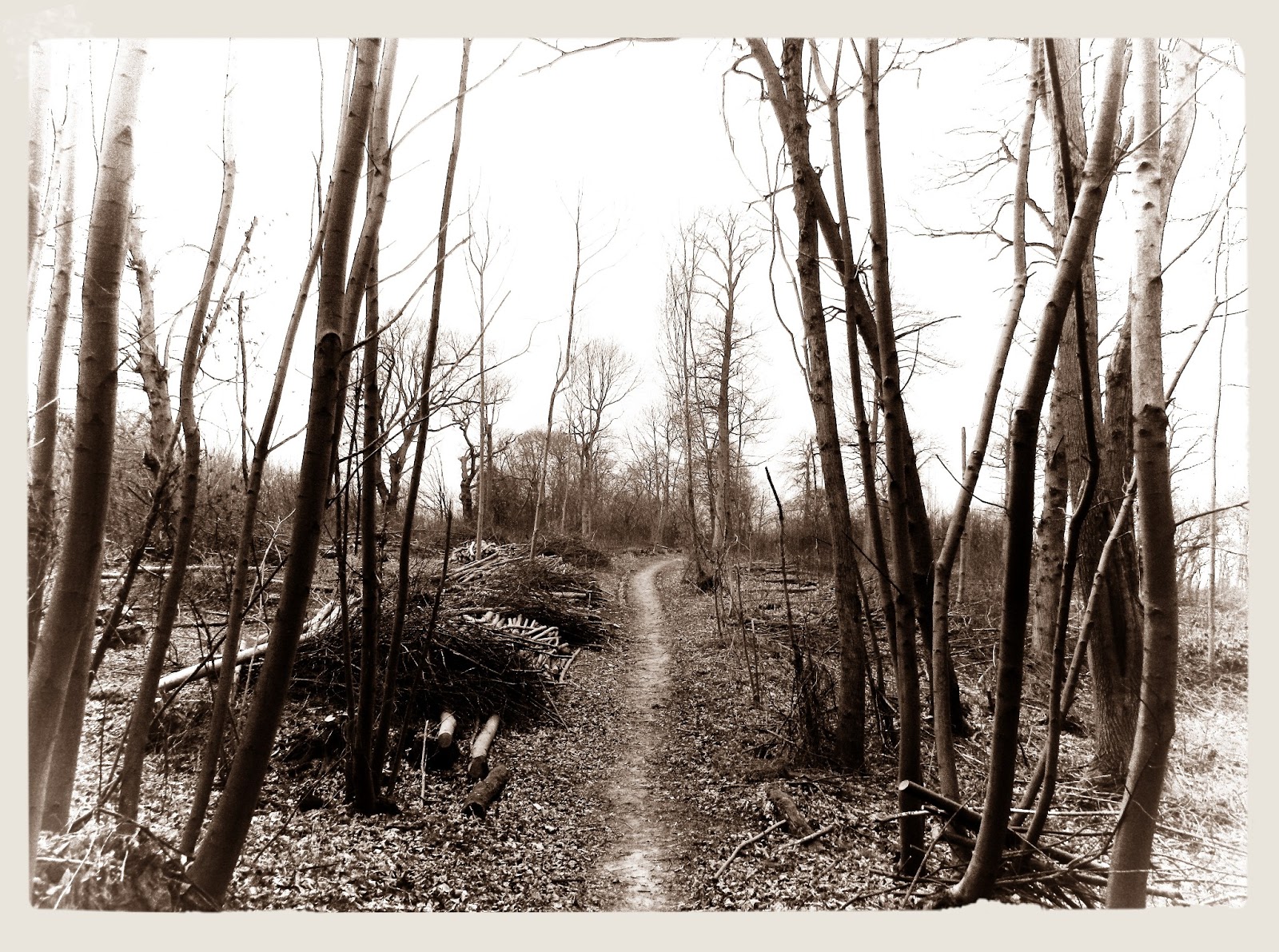 Walking with Henry David Thoreau in mind and a "prayer" of Heidegger's ...