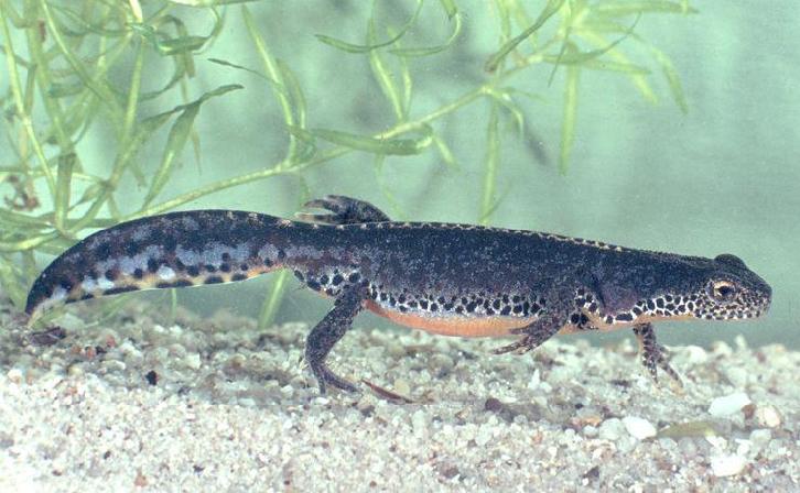 Anfíbios: Exemplo de anfíbios