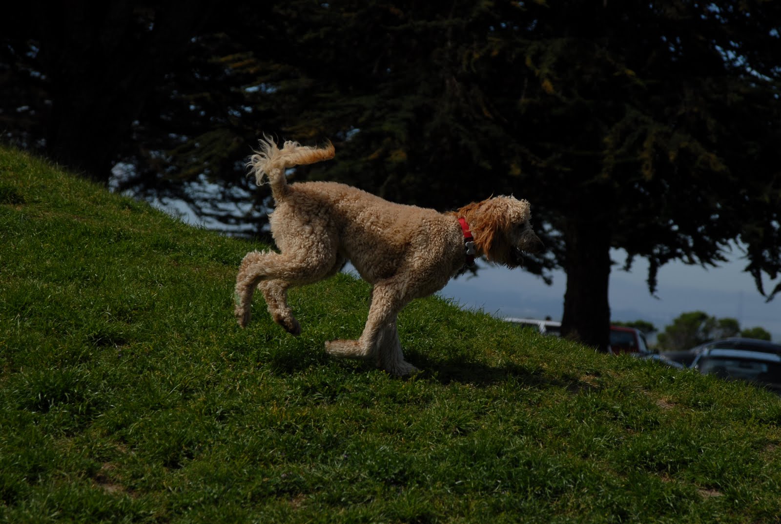 Foodie-bia: Point Isabel Doodle Romp