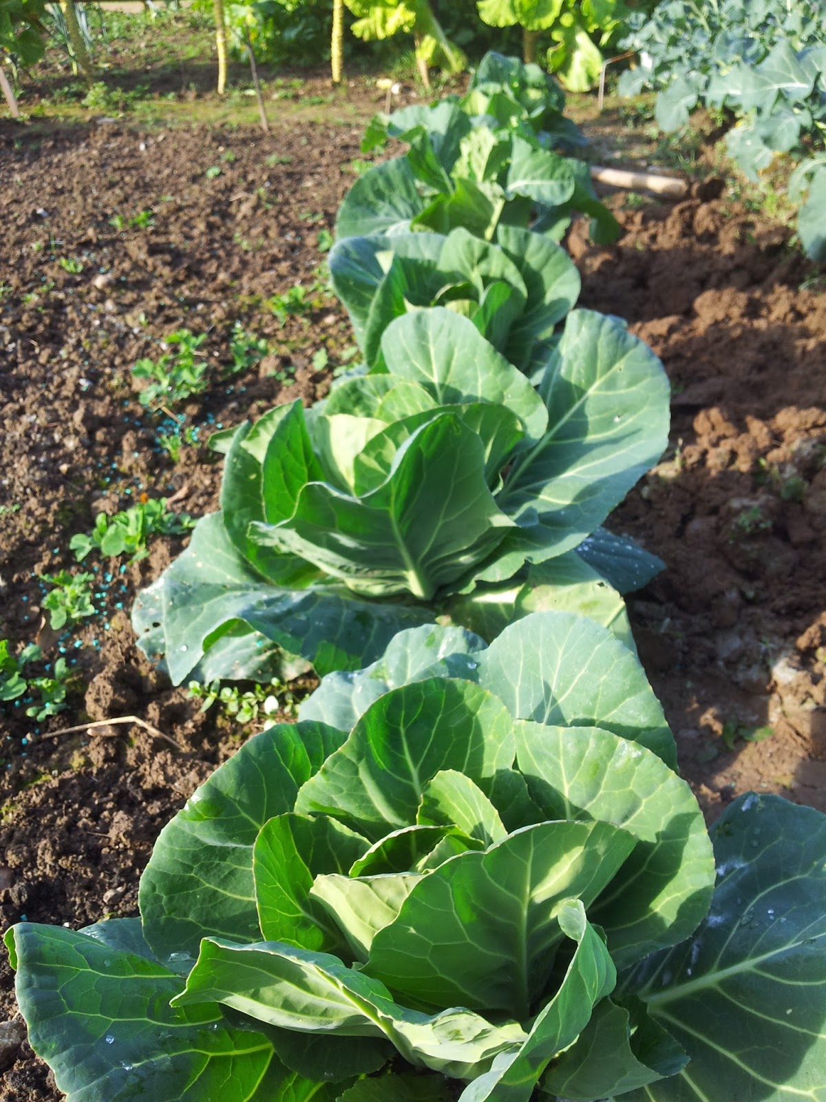 El huerto todo el año: REPOLLO