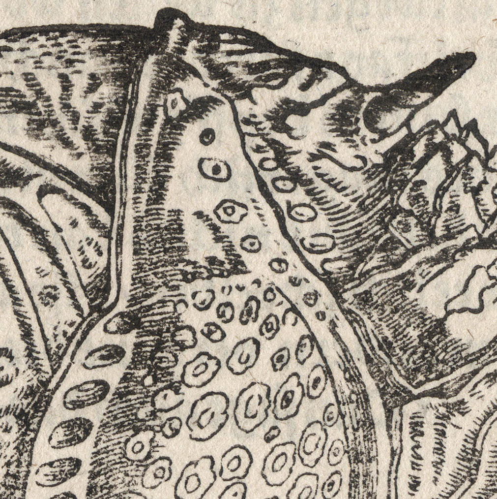 Prints and Principles: David Kandel’s woodcut, “Rhinoceros”, 1550 ...