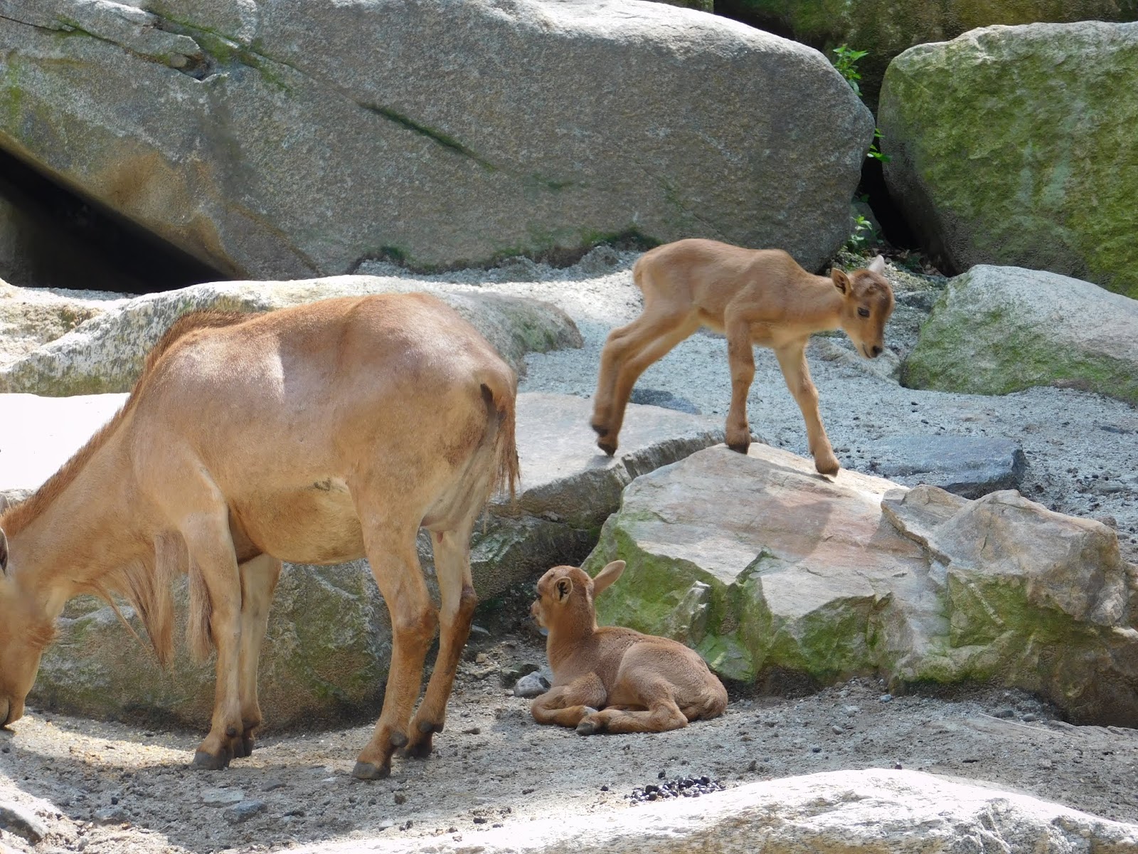 Southwick's Zoo Trip