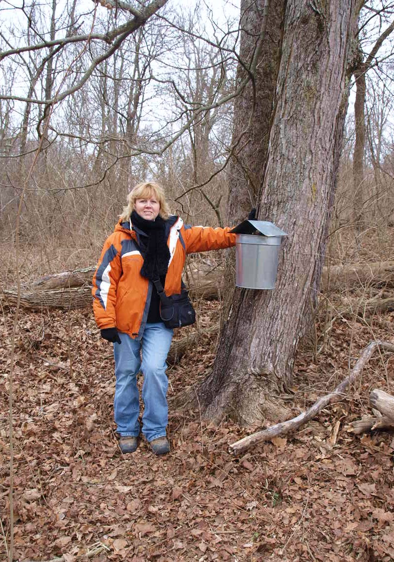 Ohio Thoughts: Sugaring or Tapping Maple Trees