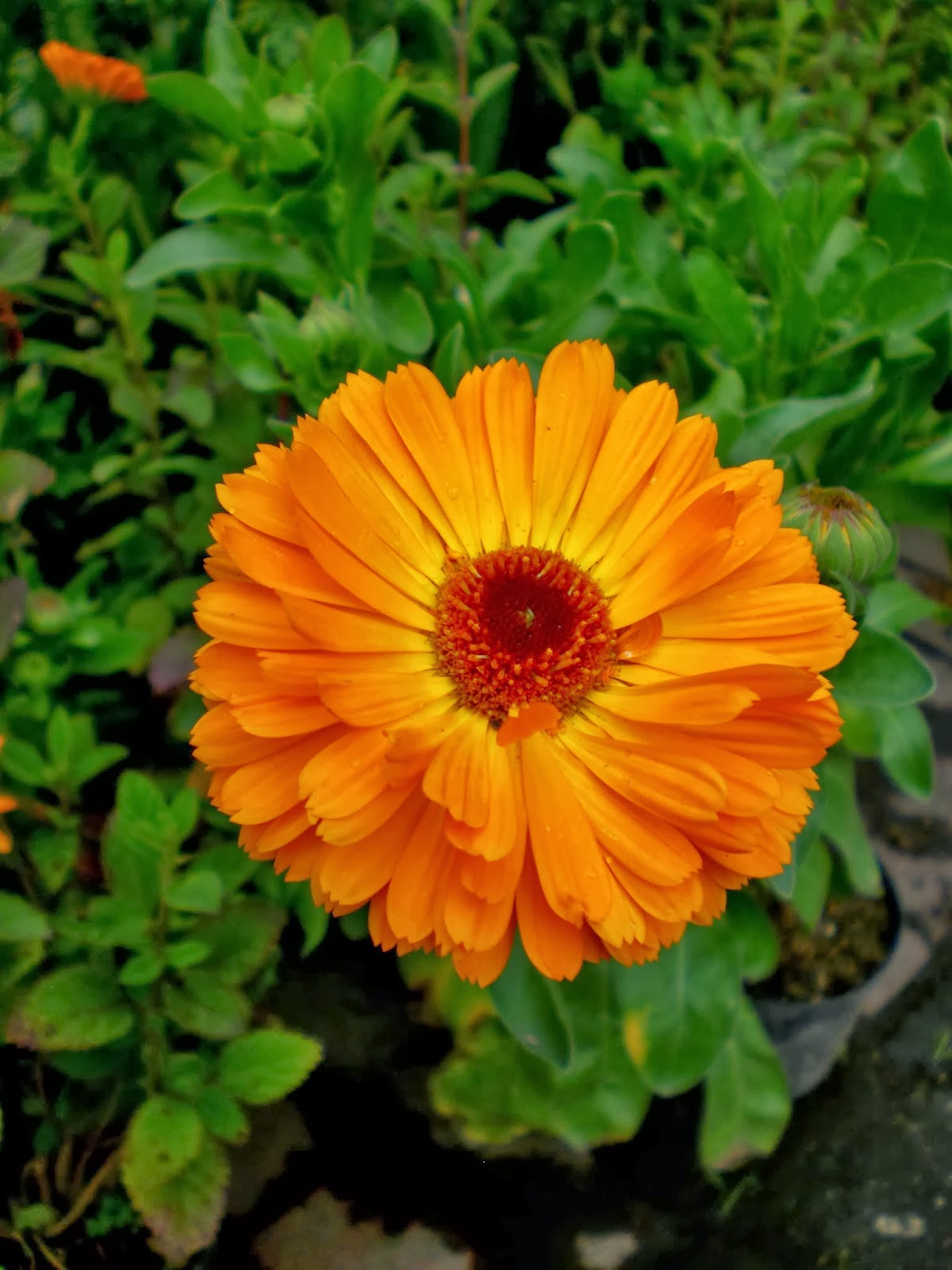 Calendula officinalis | Flores colombia