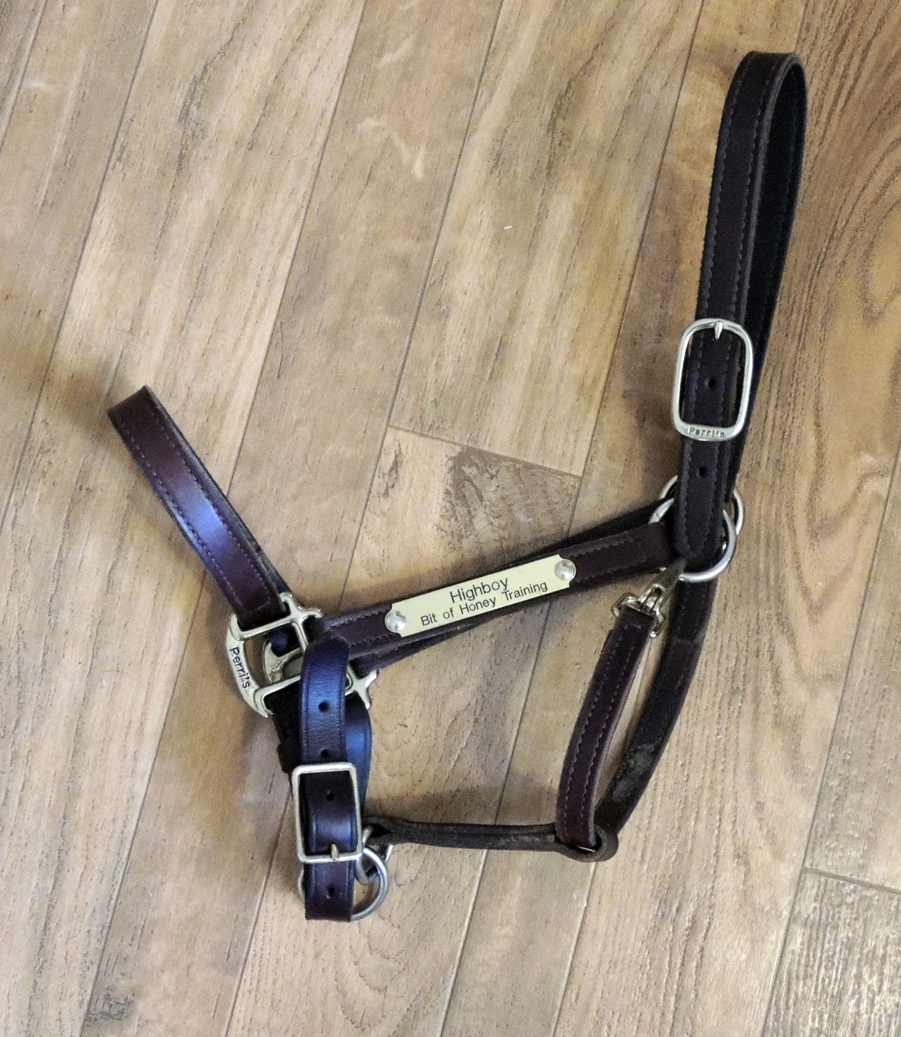 Bit of Honey Training: Halters 101