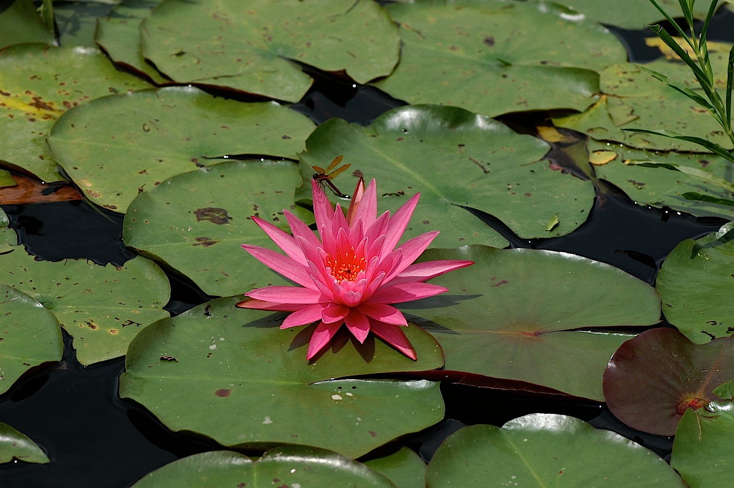 Field Biology in Southeastern Ohio: Wetland Wildflowers