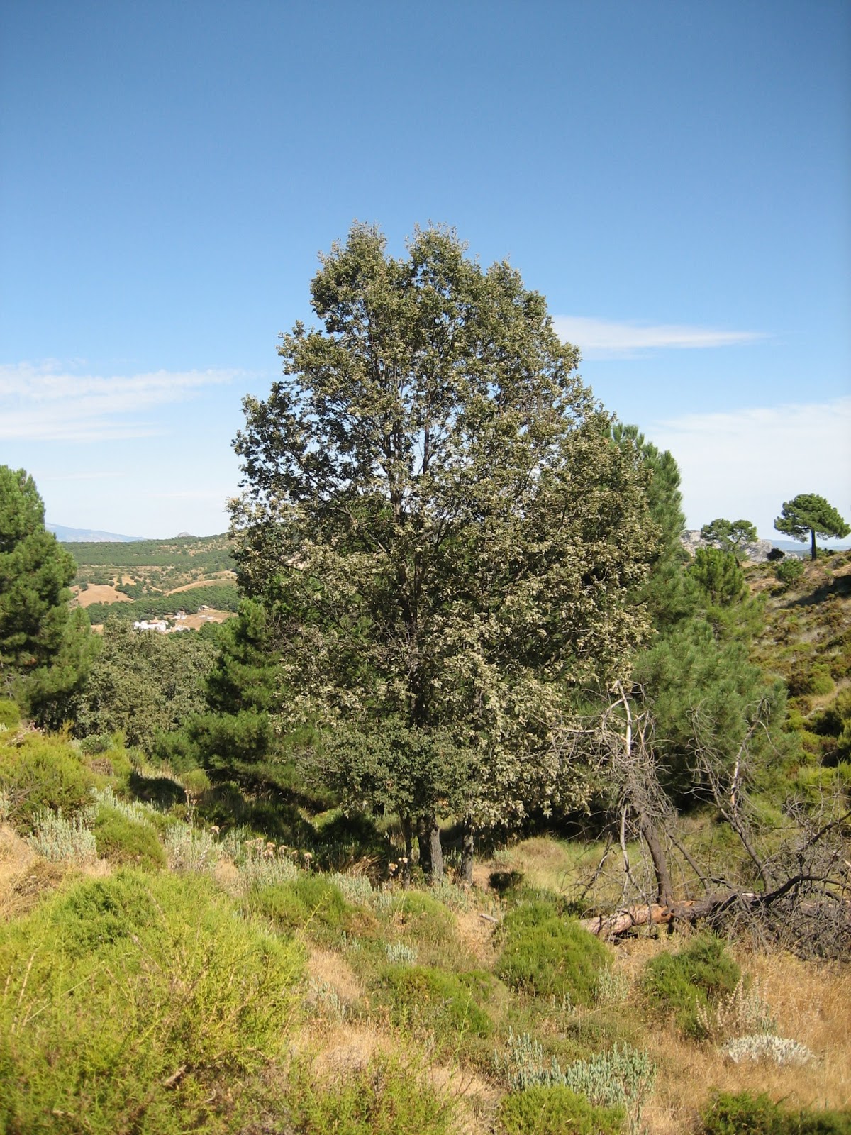 PLANTAR CIENTOS DE ARBOLES: QUERCUS PYRENAICA Roble Melojo