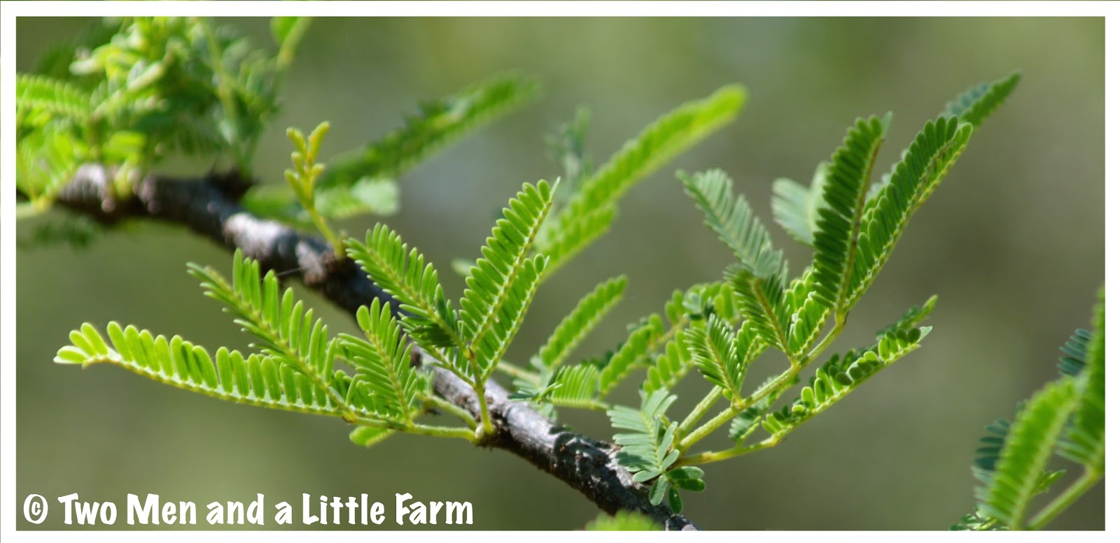 Two Men and a Little Farm: RANDOM NATURE PICS