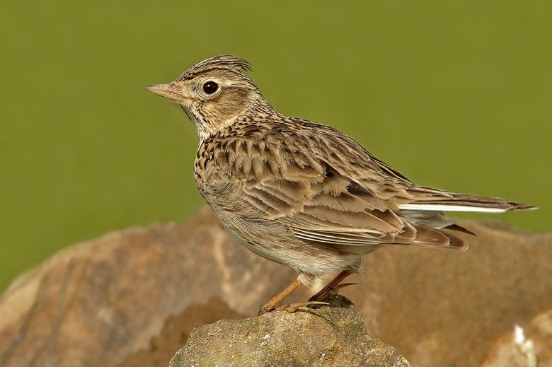 Mundo Natural por (Joaquin Crespillo ): Alondra común (Alauda arvensis)