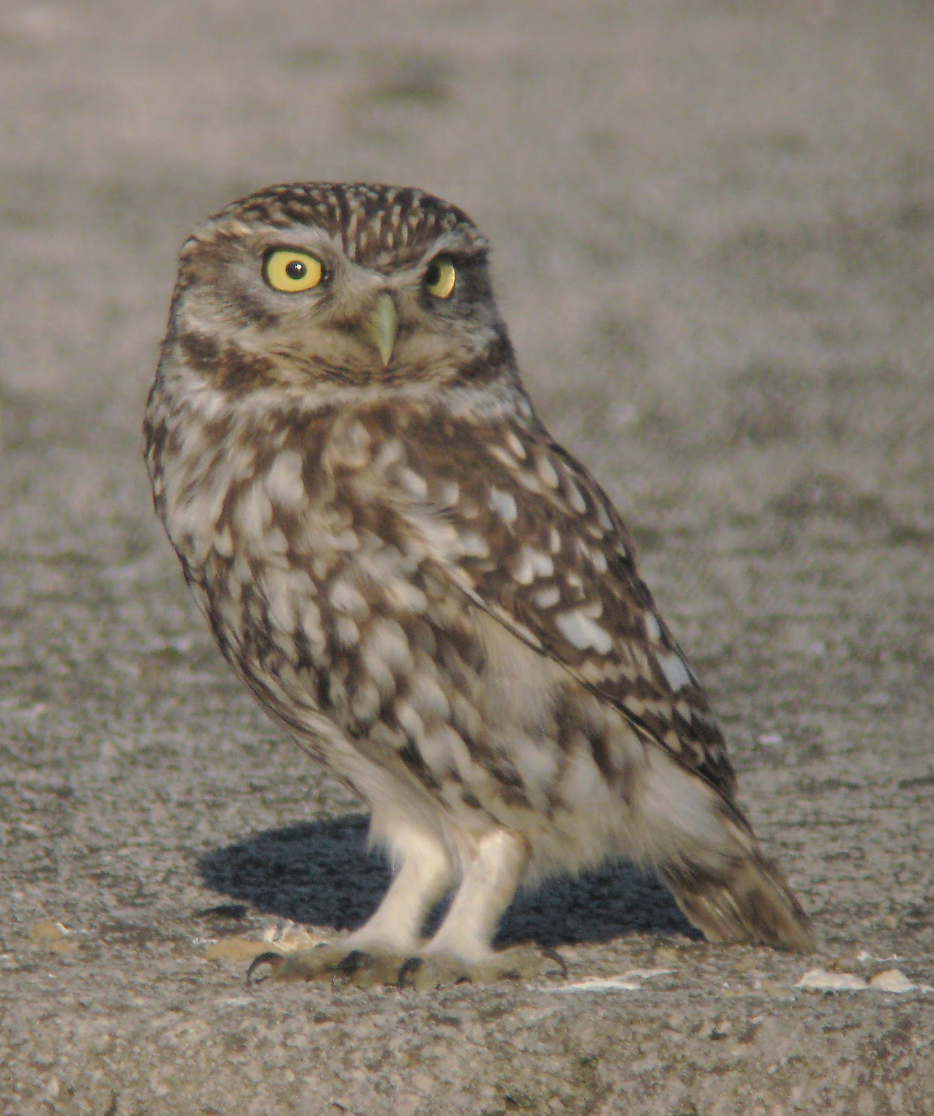 Navarra al natural: Mochuelo europeo. (Athene noctua)