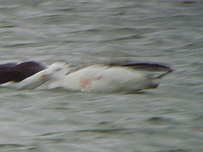Birding North Unst: 4th December 2011 West Rise Marsh W3 Overcast