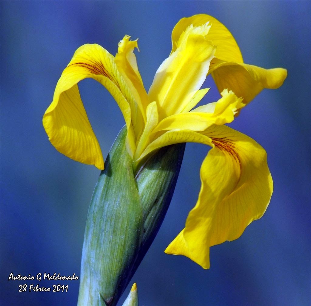 BIODIVERSIDAD COSTA GRANADINA Y...: Lirio amarillo, acoro bastardo ...