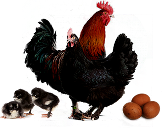 Off-Grid Home Sweet Home: Dominant Copper...