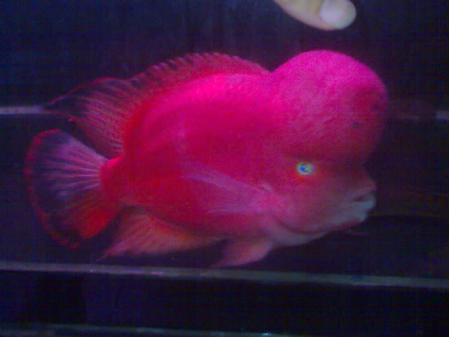 Flowerhorn The Hybrid Cichlids: Red Monkey FH