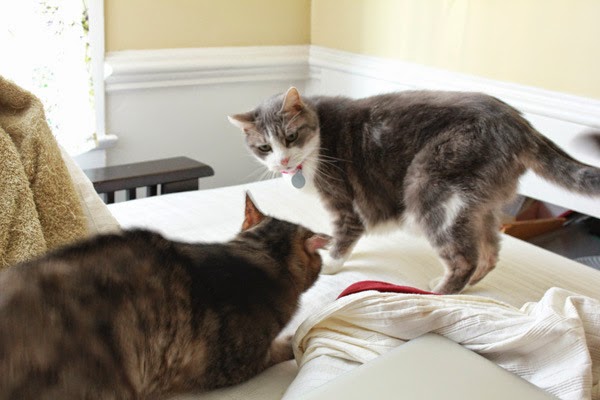 Exclusively Cats Veterinary Hospital Blog: Why are my cats fighting ...