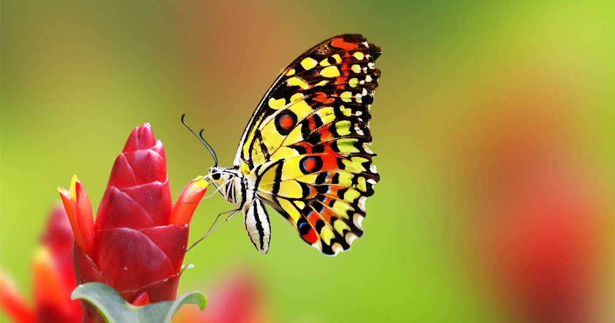 30 Ordo Serangga (Insekta) dan Ciri-cirinya TERBARU - Biologizone