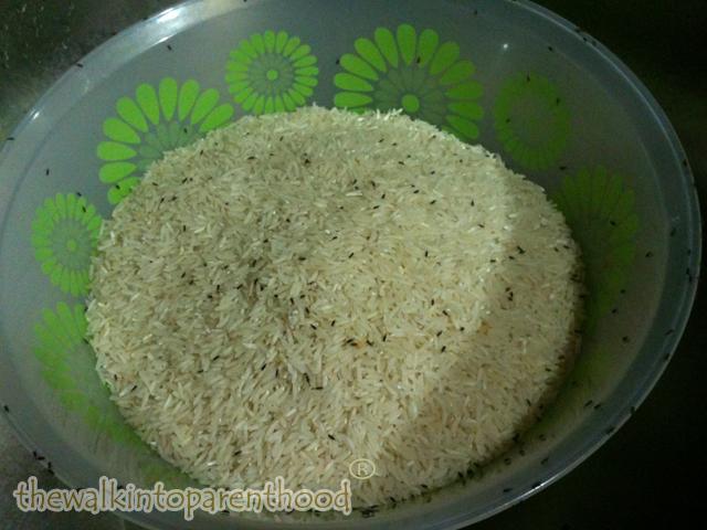 the walk into parenthood: Rice mites