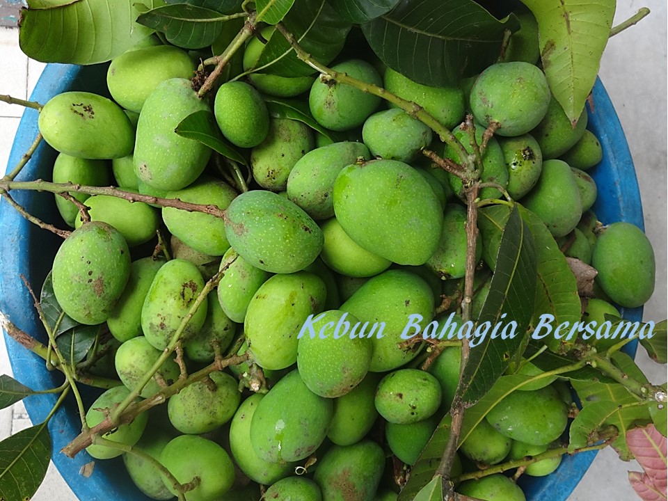 Kebun Bahagia Bersama: Bunga Mangga Telor