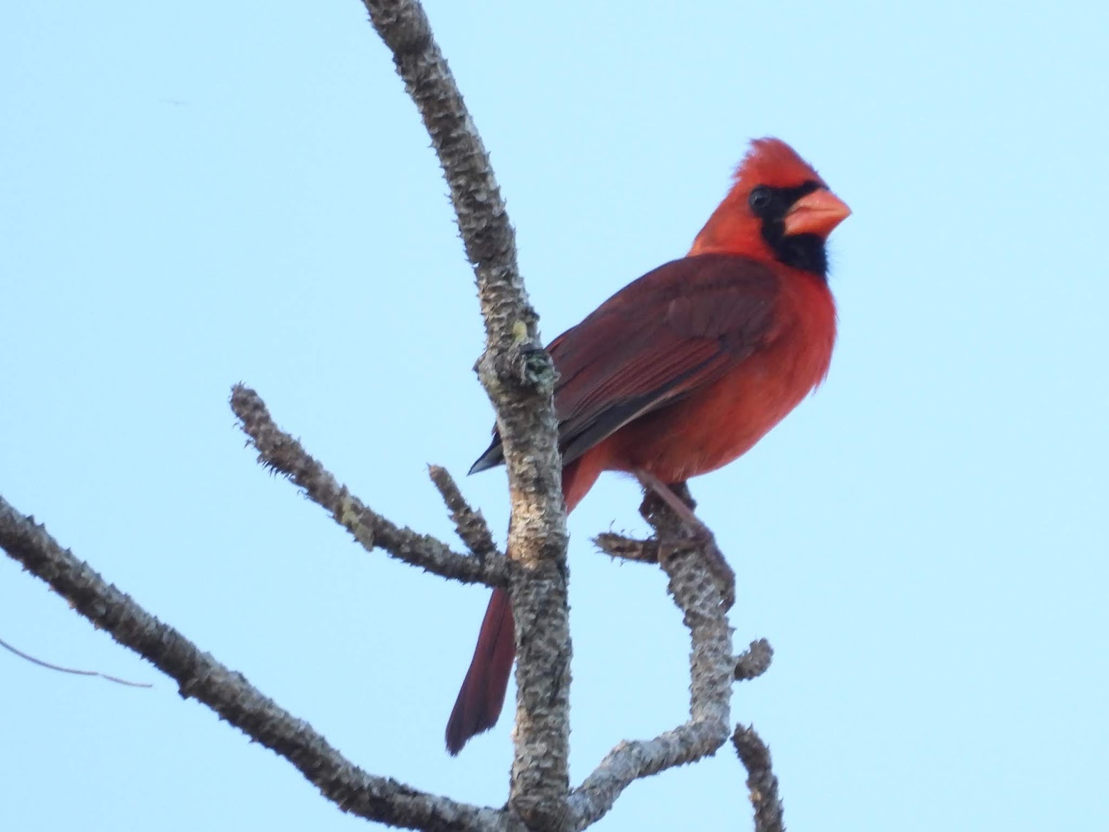 Bird & Travel Photos, Birding Sites, Bird Information: MALE NORTHERN ...