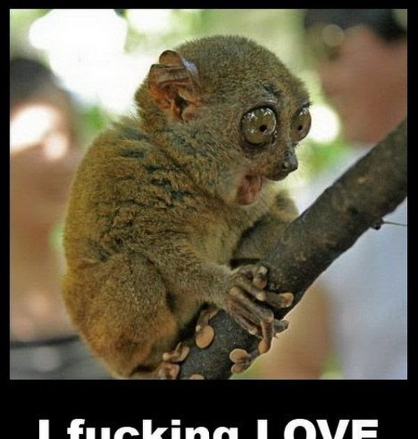 DE NADA UN POCO: Bichos Adorables