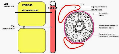 Blog del Internista: Resumenes de Nefrología - Principios básicos de la ...