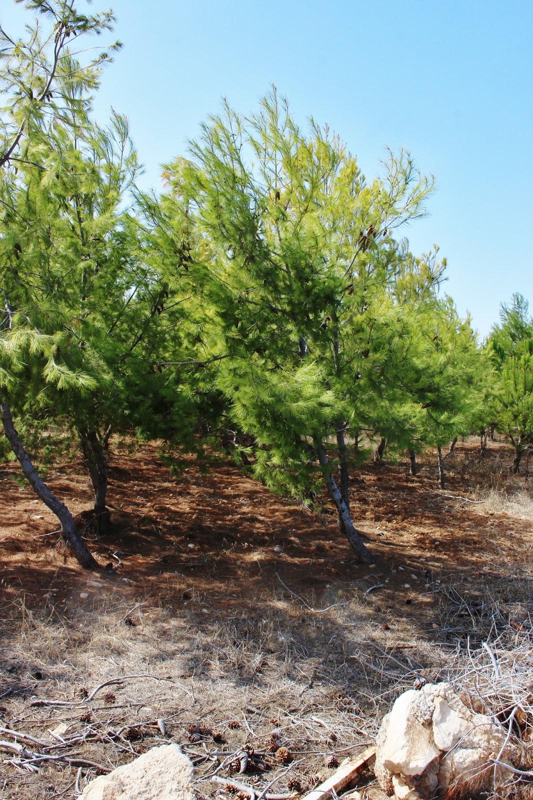 Biodiversity of Cyprus by NGO Protection of the Natural Heritage and ...