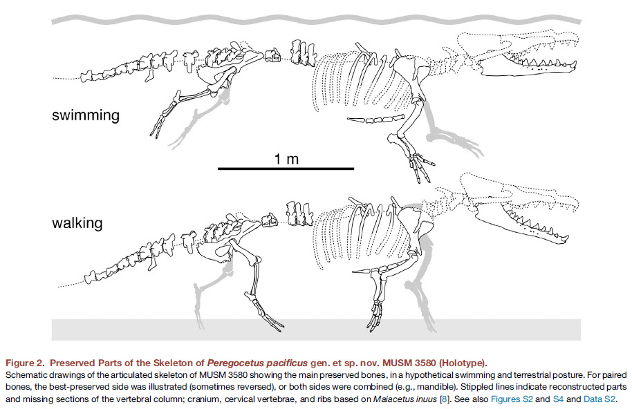 El Pensieve de Dinorider: Peregocetus pacificus, ballena de tierra y ...