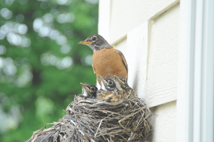 Fun Facts about Nesting | Nature Notes Blog