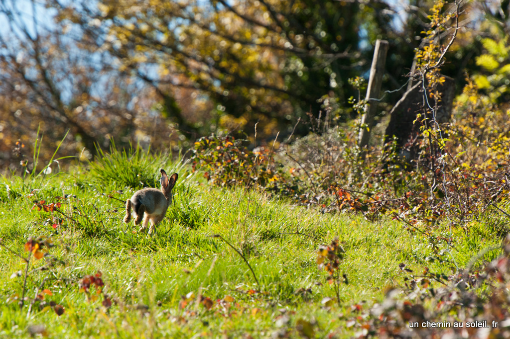 Un chemin au soleil: Un levraut