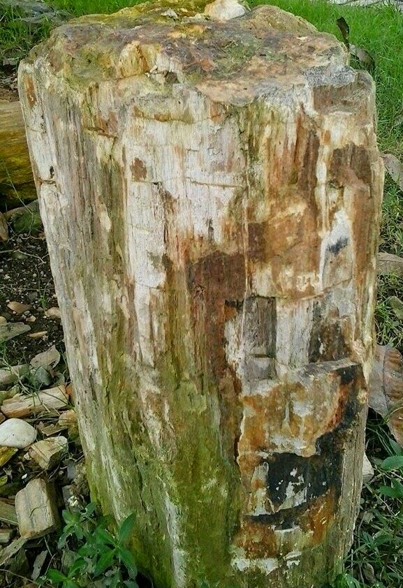 SELO LEPEN (River Stone) TULUNGAGUNG: Wastafel Batu Fosil Kayu