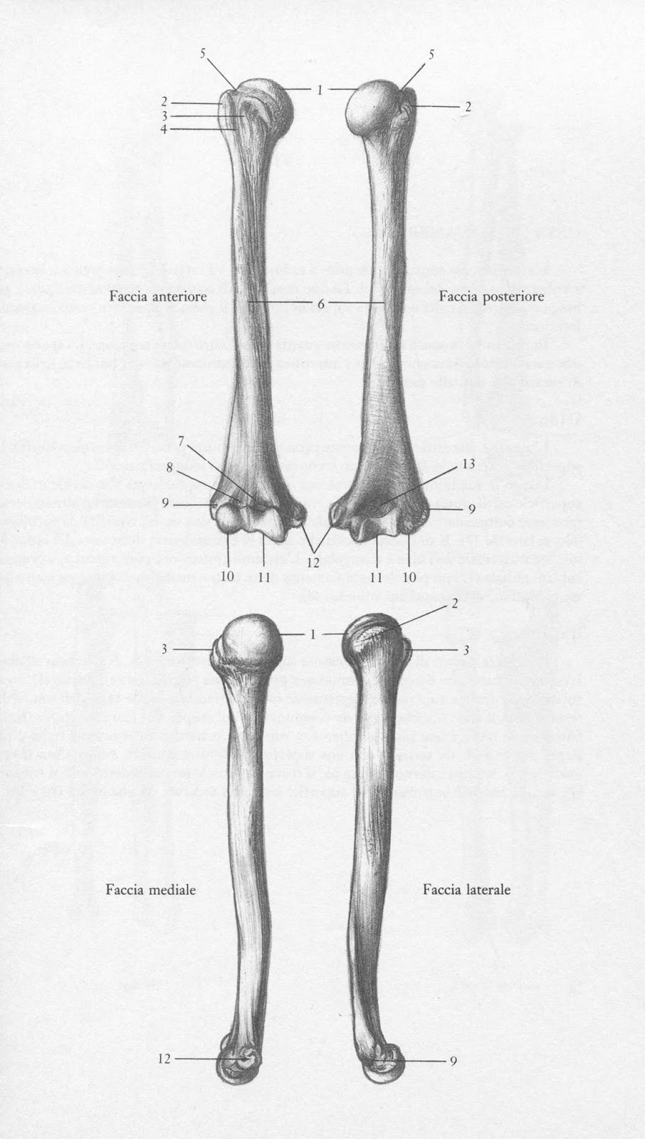 CON IL CORPO VIVO : CORPO ANATOMICO: ARTI SUPERIORI, OSSA