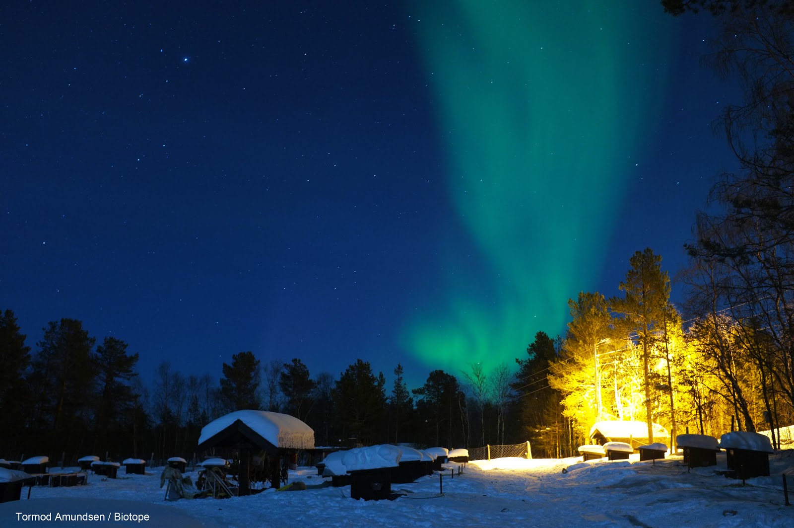 biotope: Taiga birding - the Gullfest 2013 prologue in Pasvik