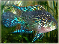 List Of Freshwater Fish Beginning With J | Animals Name A To Z