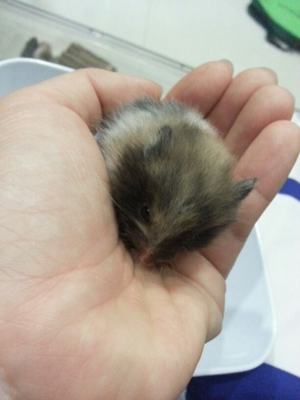 Natural PawPals: Cherimoya the Calico (aka Tortoiseshell Banded) Syrian ...