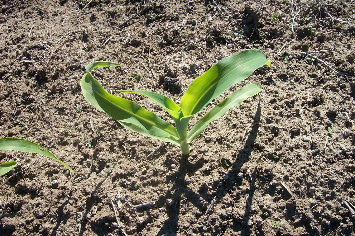 Life at Misty Haven Alpacas: Good Morning, Farm!