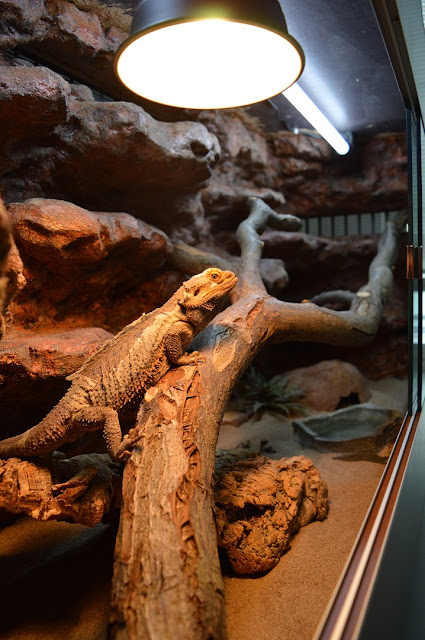 Monenlaisia mönkijöitä: Parta-agama terraario valmis