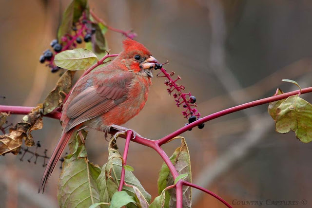Country Captures: Molting: Northern Cardinals