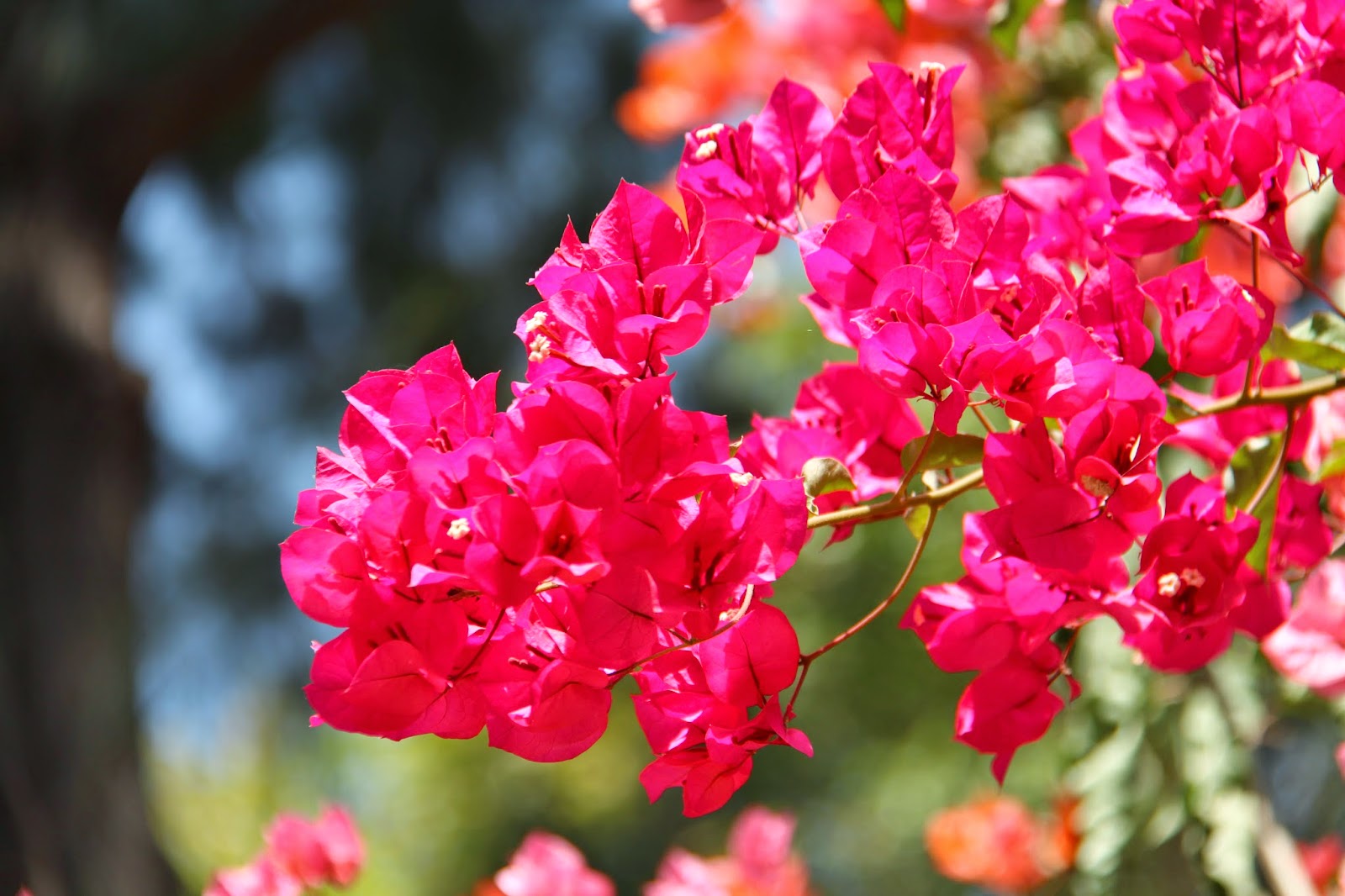 Europe through my lens: Cape Verde April 2014 - Part II: Road trip Santiago