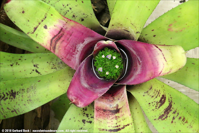 Bodacious bromeliads at Sacramento Bromeliad Society show