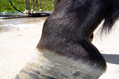 Horse Life and Love: All About ... RIngbone.