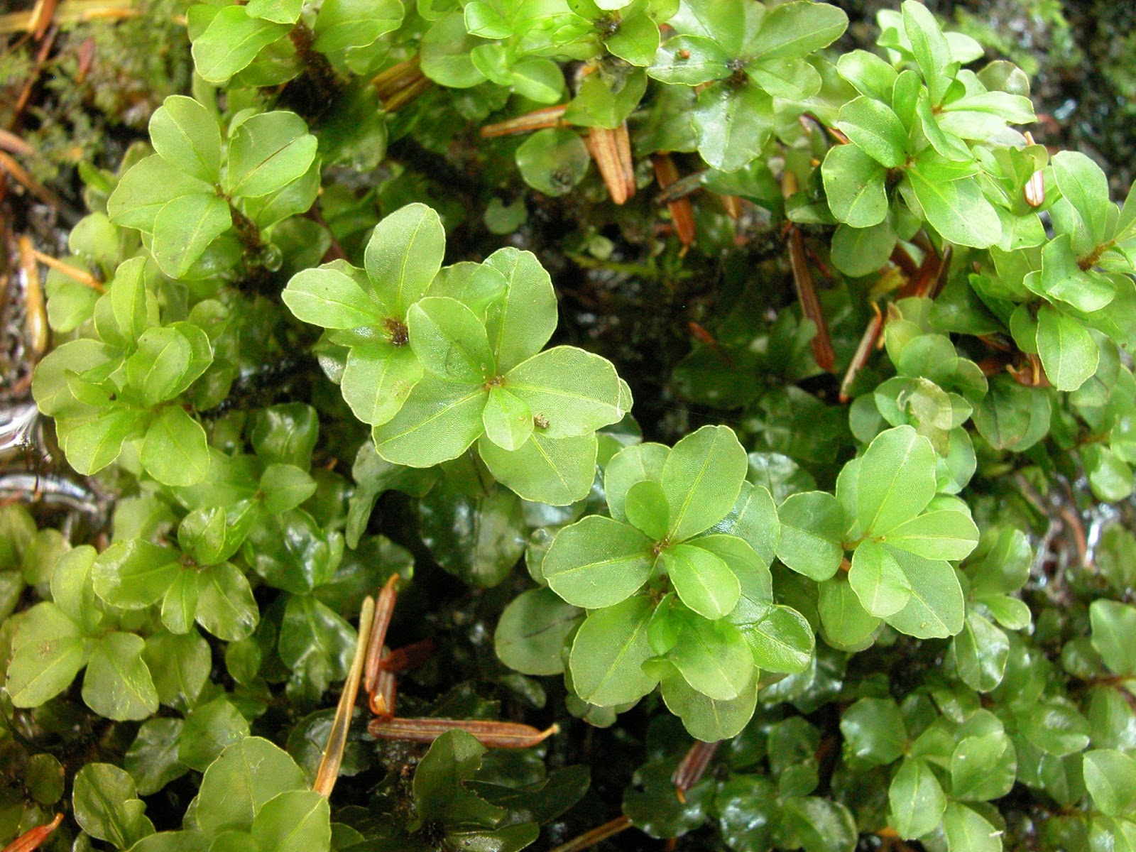 Moss Notes: The Mnium Group