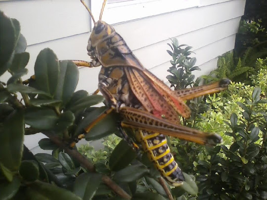 Report from the Florida Zone: Florida's Giant Grasshoppers