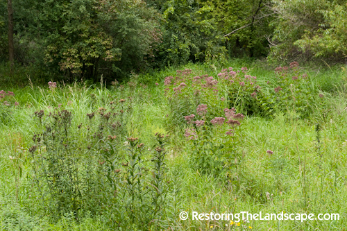 Restoring The Landscape With Native Plants: A Rain Garden Based Upon ...