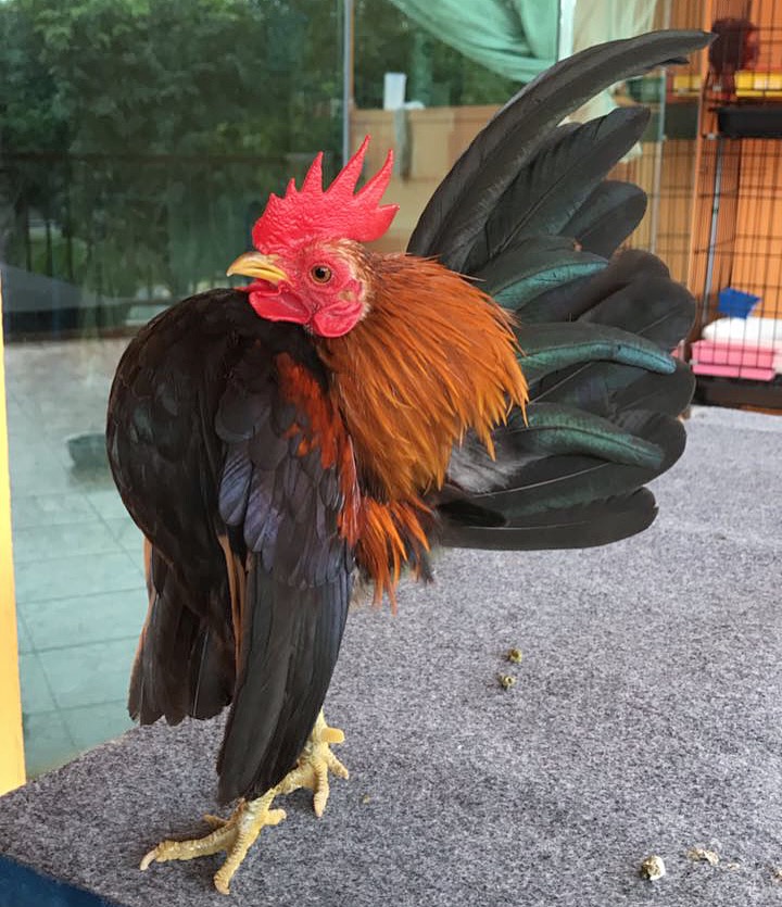 The Golden Roosters' offspring in Nilai, Malaysia (Nature King ...