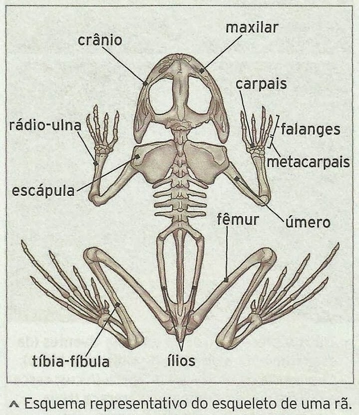 Segundo Ano Biologia: Anfíbios