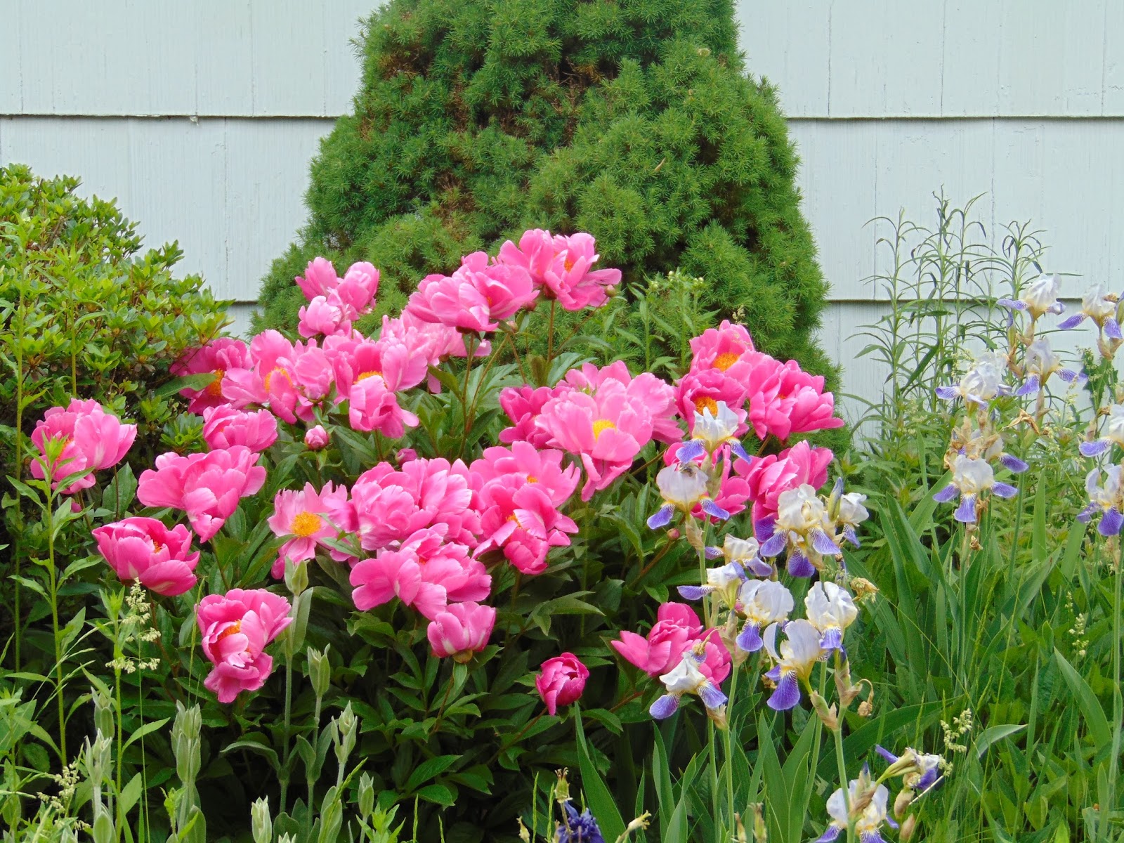 A Romantic Country Home: Just some flowers today...