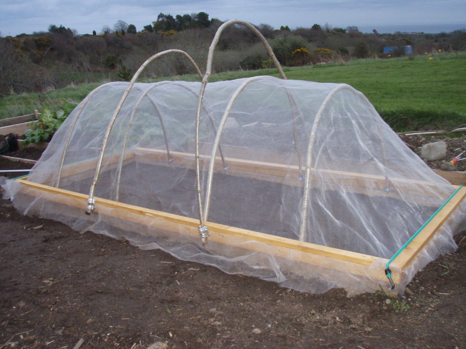 Oldtown Allotments: carrot fly protection.