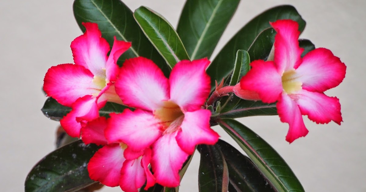 Dunia CMelor: Kemboja / Adenium Obesum