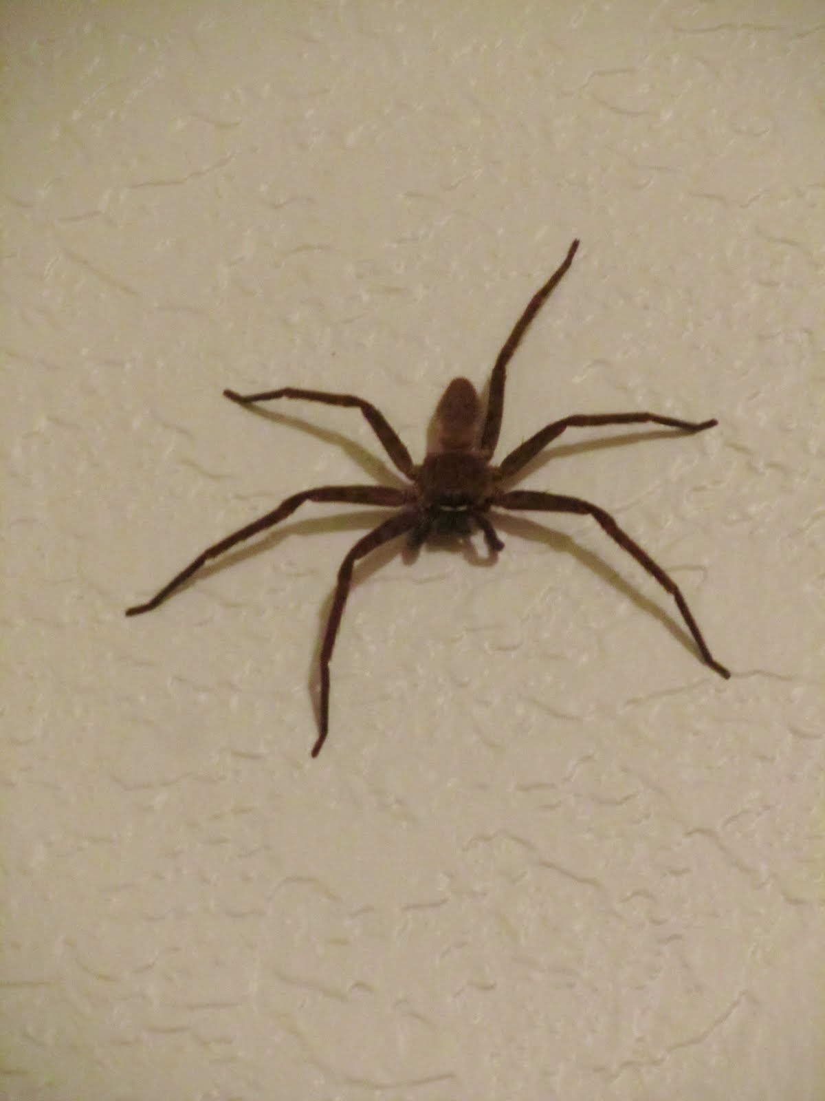 Pointless Paradise: Cane Spider
