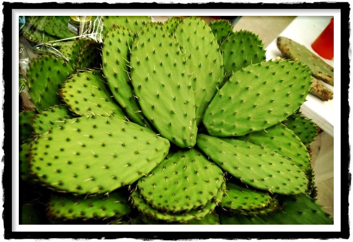 ! PALABRAS INTERESANTES, HERMOSAS, RARAS Y DIVERTIDAS: NOPAL ...
